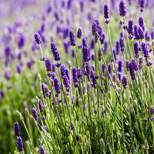 Ingredient Spotlight: Linalool - The Allergy Life